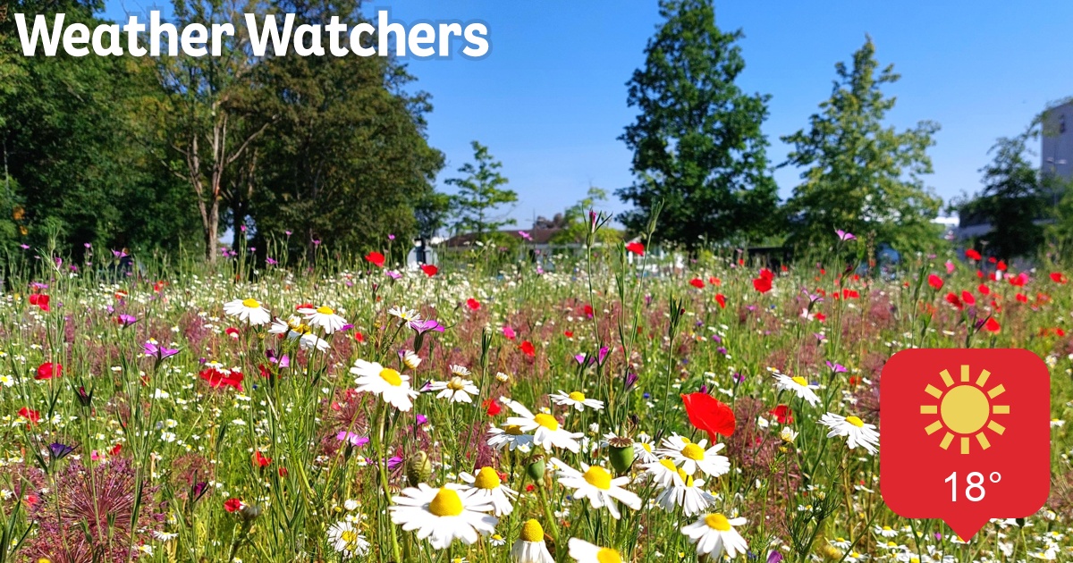 Report - BBC Weather Watchers