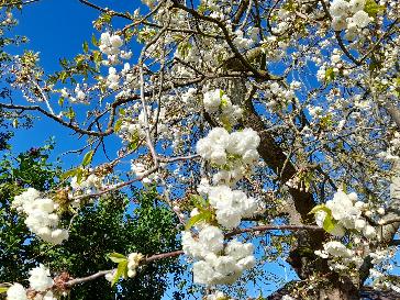 Braintree - BBC Weather