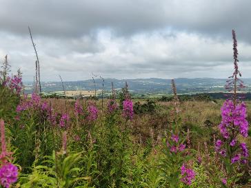 St Austell - BBC Weather