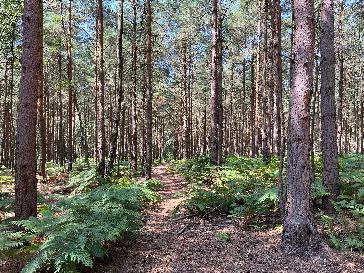 Woking - BBC Weather