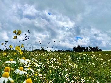 Montrose - BBC Weather