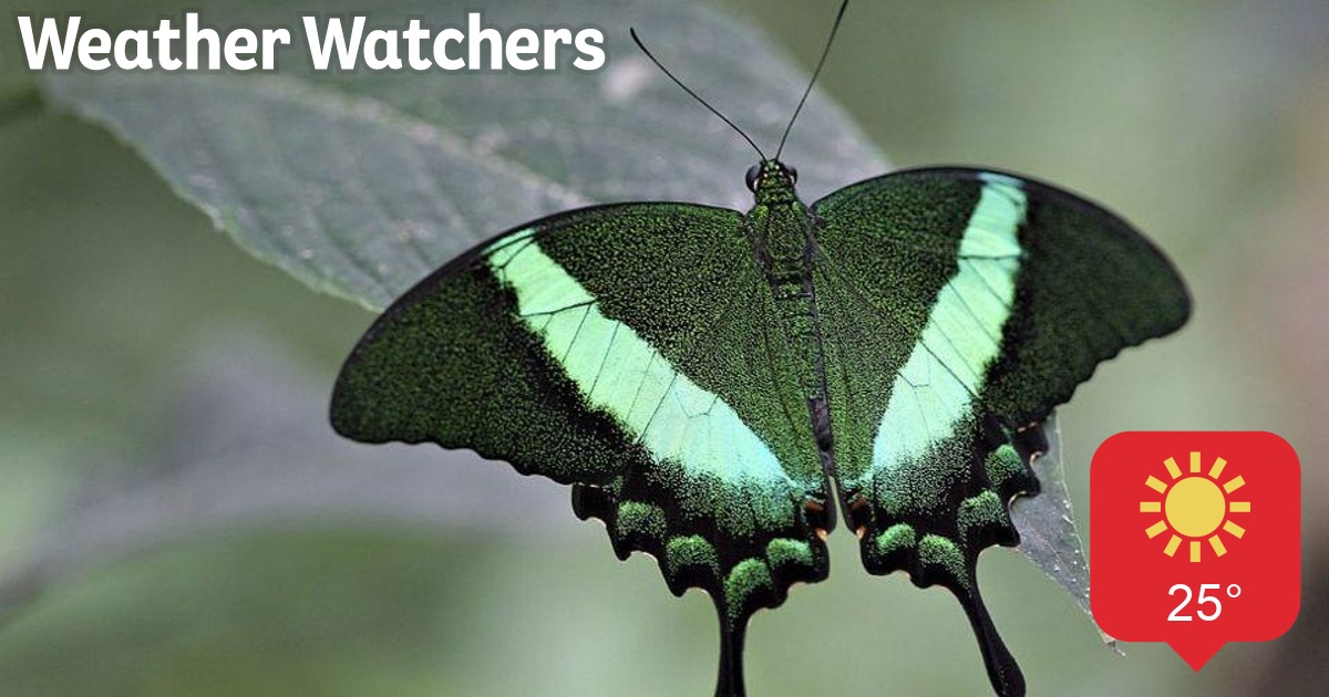 Report - BBC Weather Watchers