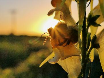 Cottenham - BBC Weather