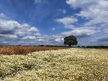 Harrogate - BBC Weather
