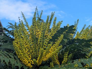 Audley - BBC Weather