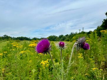 Nottingham - BBC Weather
