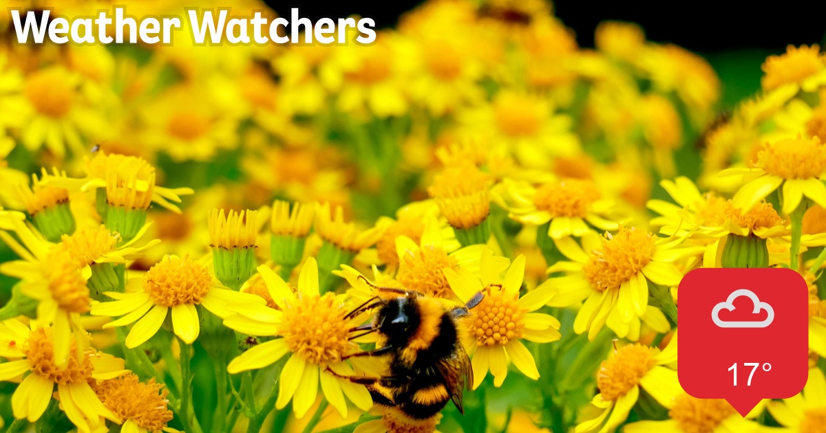 Report - BBC Weather Watchers