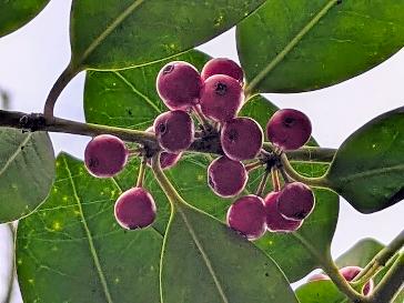 Killyleagh - BBC Weather