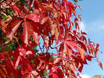 Bromley - BBC Weather