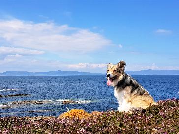 Aviemore - BBC Weather