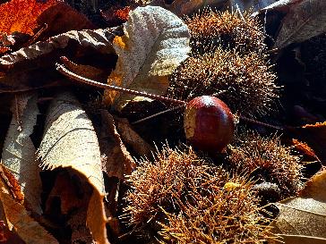 Audley - BBC Weather
