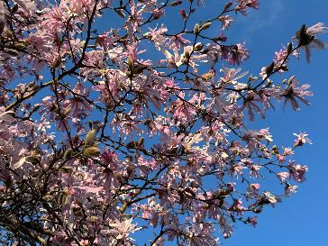 Harrogate - BBC Weather