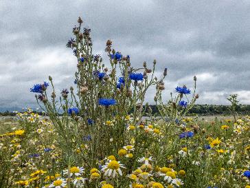 Newstead - BBC Weather
